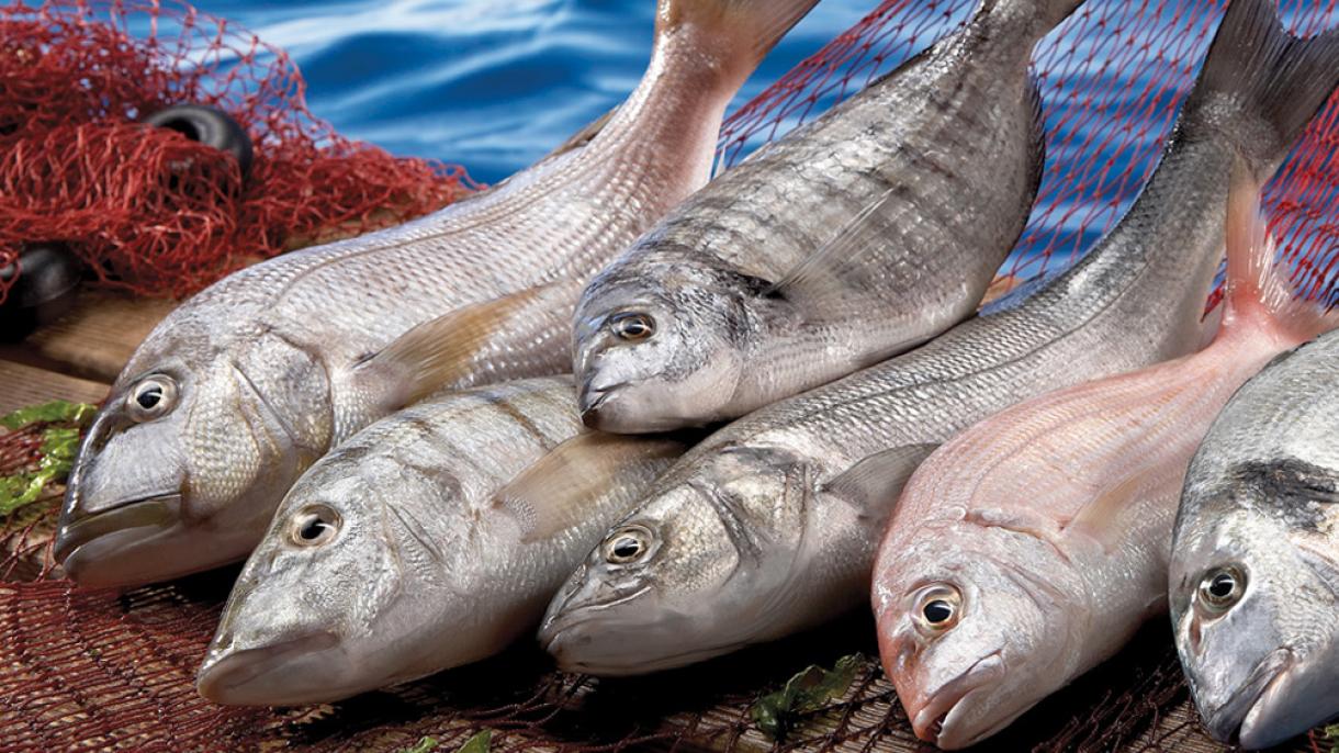 Sampuli za samaki waliokufa zapelekwe kwenye uchunguzi - Timesmajira