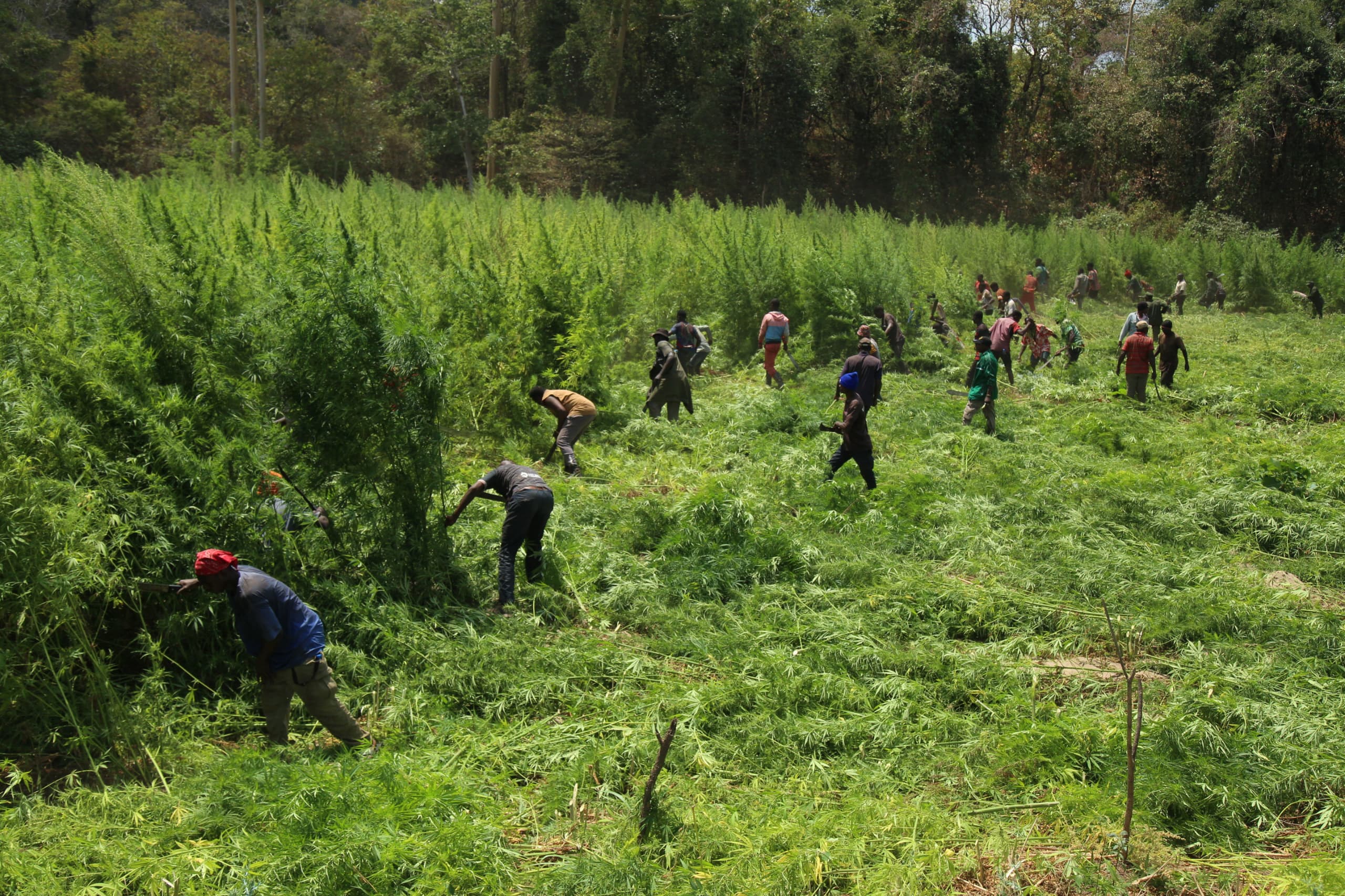 DCEA yateketeza Ekari zaidi ya 1000 za mashamba ya bangi - Timesmajira